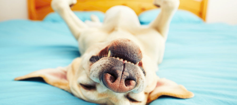 Fight Your Insomnia with a Subscription to Boredom – Enell